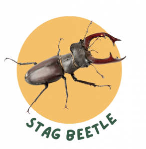 Stag Beetle - Habitats & Heritage