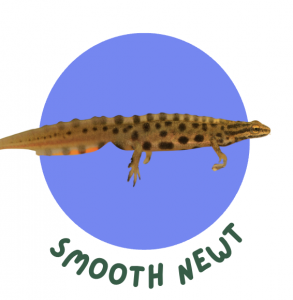 Smooth Newt - Habitats & Heritage