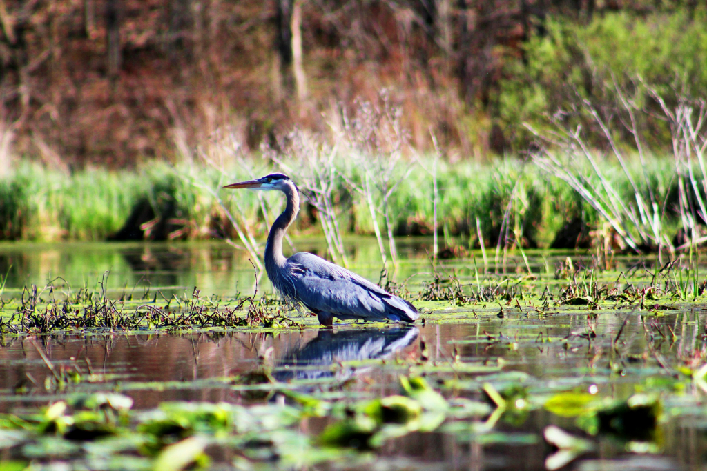 Urban Rewilding - Habitats & Heritage